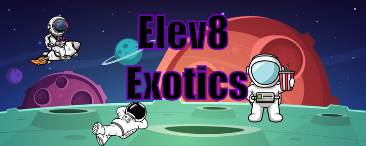 ELEV8 EXOTICS